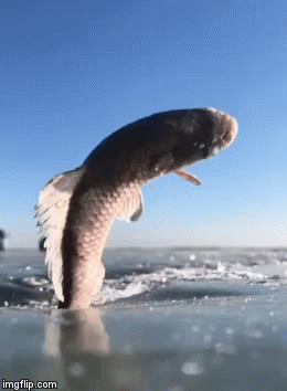 Frozen in time - Imgflip