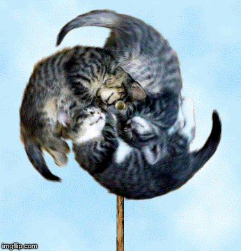 Cat Pinwheel - Imgflip