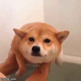 swimming doggo - Imgflip