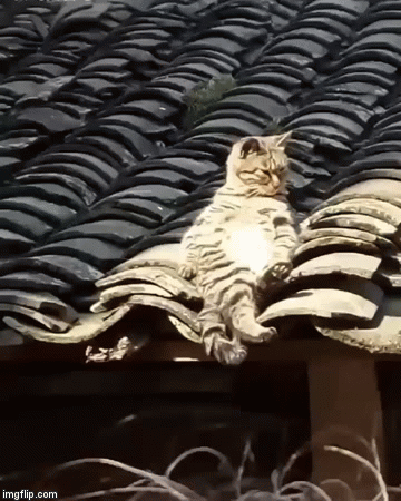 Just Taking A Sun-Bath - Imgflip