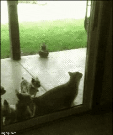 Helpful cat - Imgflip