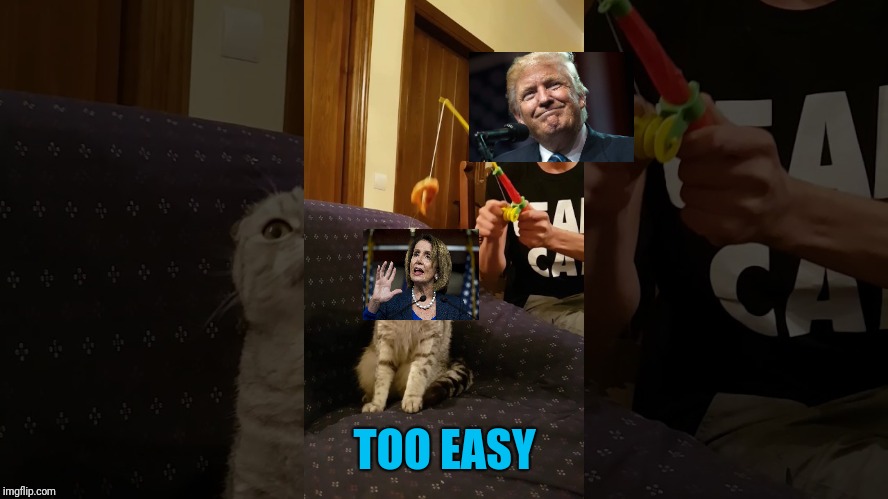 Teasing the cat - Imgflip