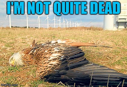 Bird week. My first one! - Imgflip