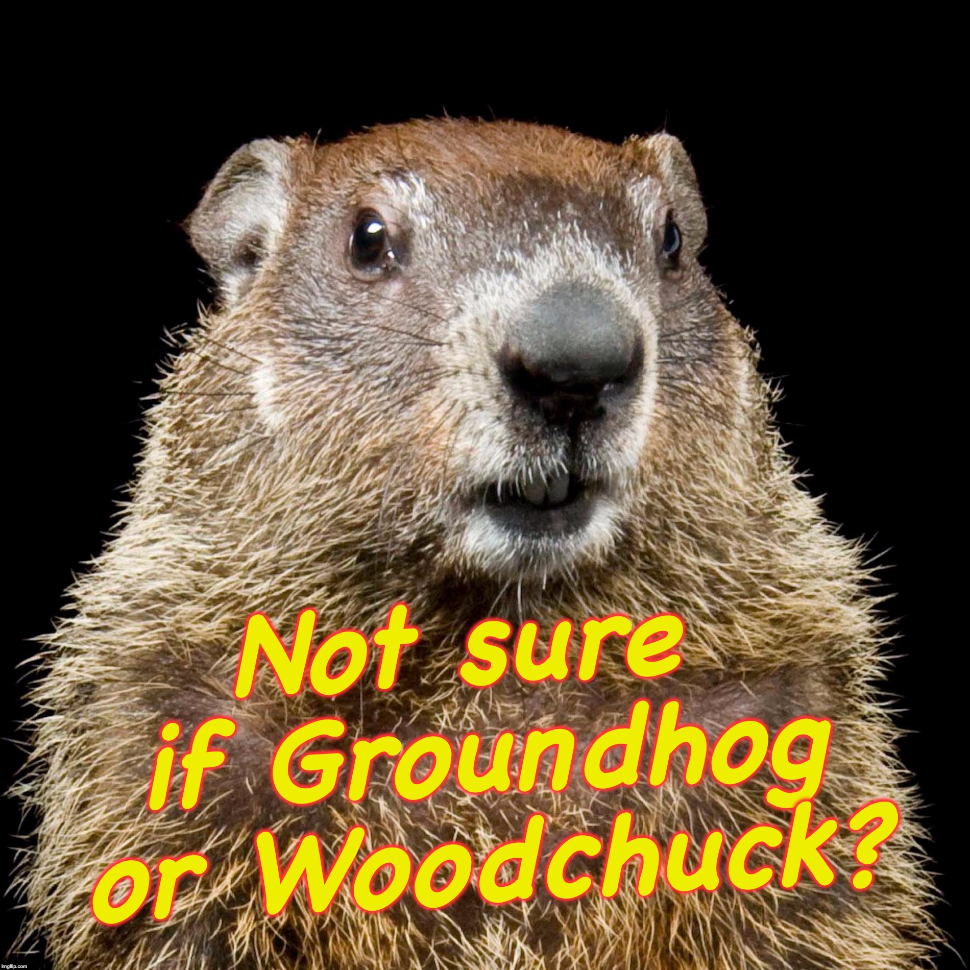 Groundhog Day Memes GIFs Imgflip