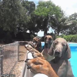 Canine Pool Party - Imgflip
