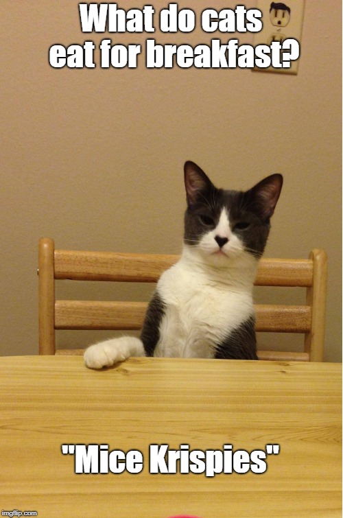 Cat s Breakfast Imgflip Cat s Breakfast Imgflip
