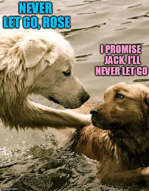 Image tagged in cat and dog - Imgflip