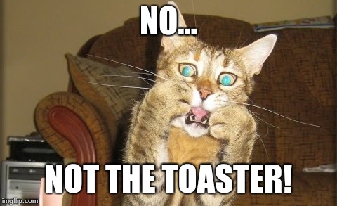 The Pure-Bread Cat - Imgflip