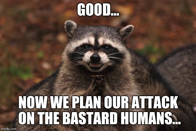 Excellent Raccoon Imgflip