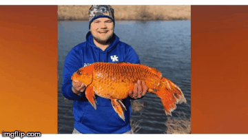 Animated GIF - Imgflip