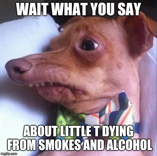 Image tagged in beer dog - Imgflip