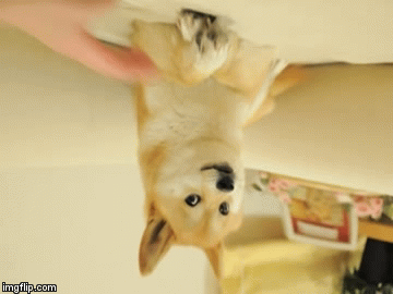 doge shrink - Imgflip