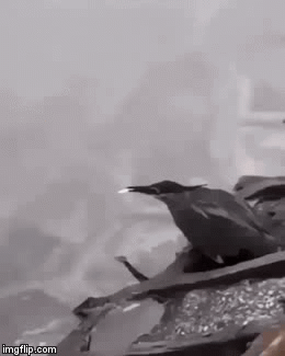 Fishing Like A Boss - Imgflip