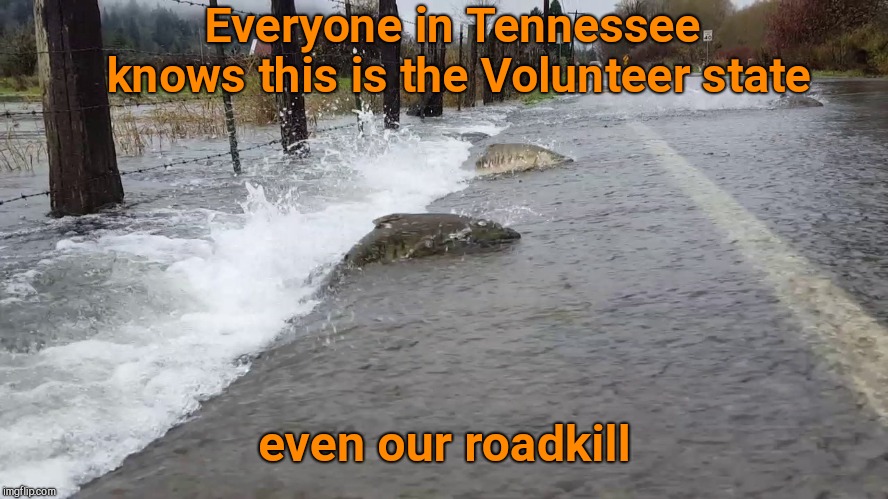 Image tagged in tennessee fish,funny - Imgflip