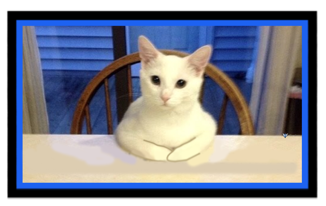 Enlightened Cat Blank Template - Imgflip