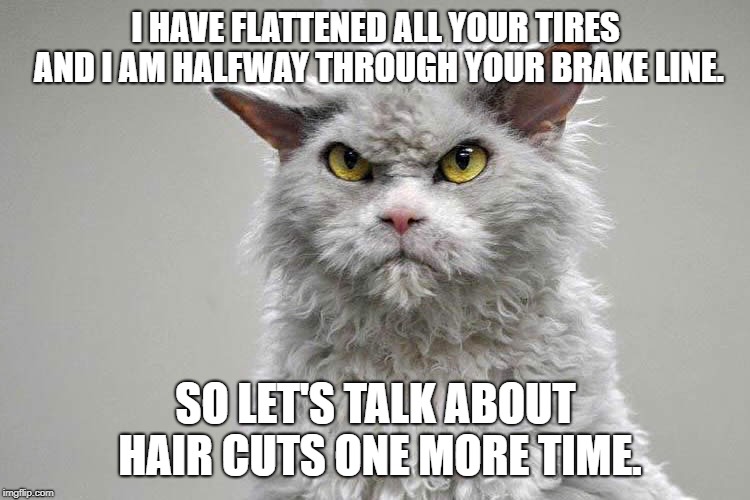 Mean Cat Wants A Haircut Imgflip Mean Cat Wants A Haircut Imgflip