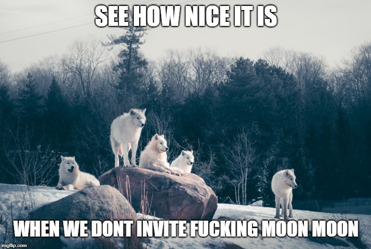 Some Arctic Wolves enjoying the snow in Toronto today, naturally this ...