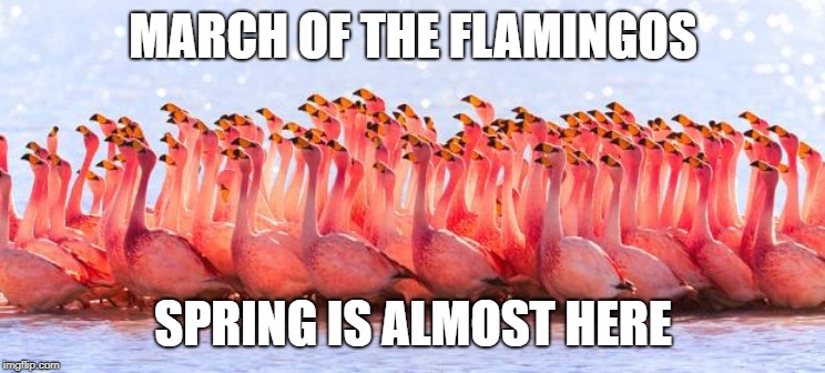 Flamingos - Imgflip
