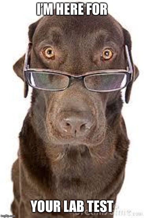 Cat doctor knows how to treat patients right - Imgflip