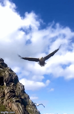 Nice catch - Imgflip