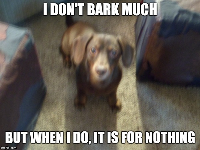 At LEAST bark at something! - Imgflip