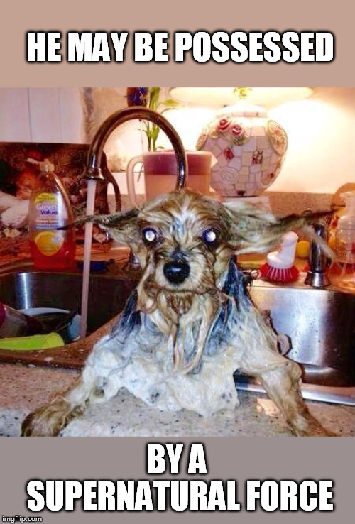 Doggo week - Imgflip