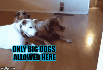 Roomba Dog Raid - Imgflip