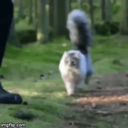 So Much Fluff ≧^ ^≦ - Imgflip