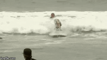 "Totally radical Doggos catching some killer waves dude!" Doggo Week ...