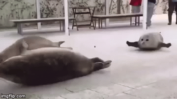 Seal thing - Imgflip