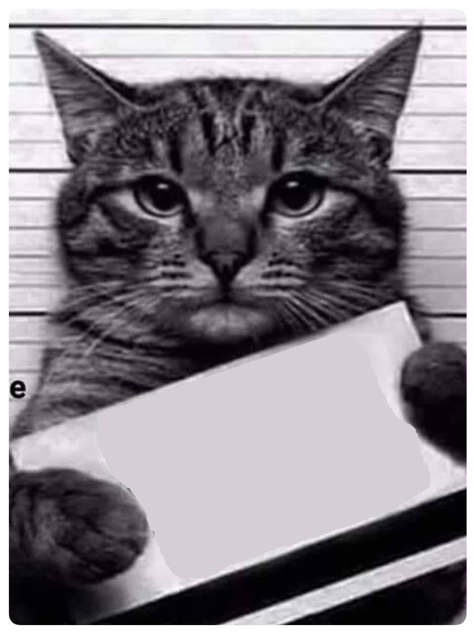 Cat Meme Template