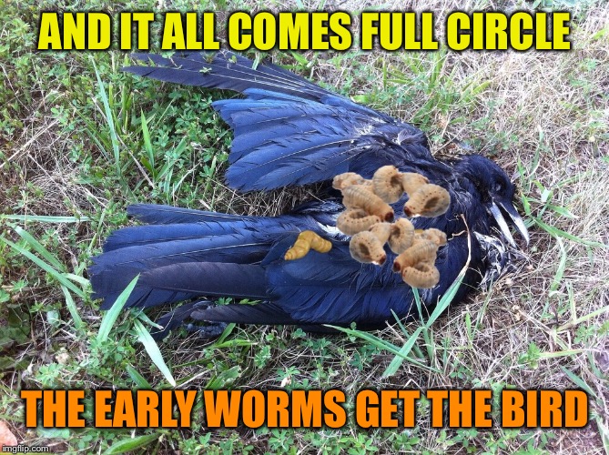 Early Bird - Imgflip