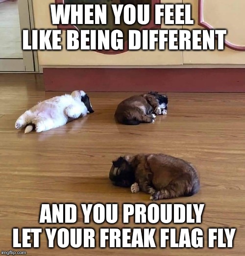 Freak Flag Memes Freak Flag Cartoons And Comics Funny Pictures From