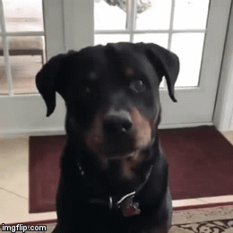 Doggo Refusing Yeet - Imgflip