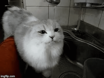 picky cat - Imgflip