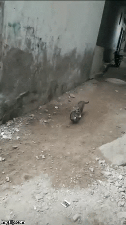 Mummy Cat Taking Her Baby To A Safer Hideout - Imgflip