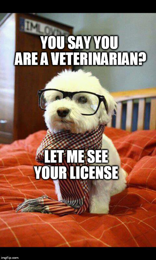 Intelligent Dog Meme - Imgflip