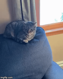 Cheese toss on a cat - Imgflip