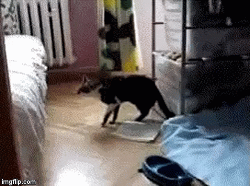 Drunk Cat Gif