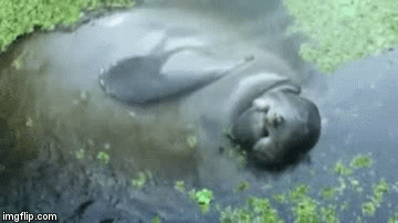 The Manatee - Imgflip