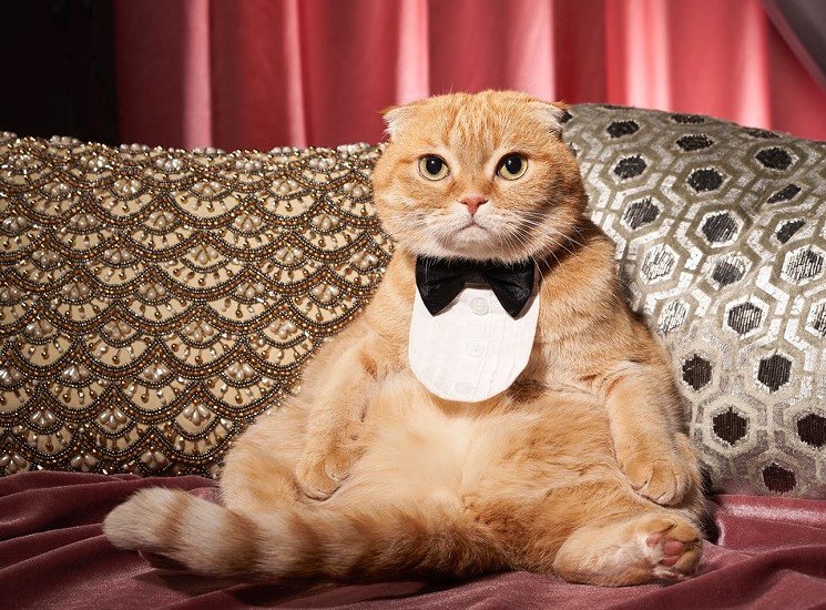 MAFIA CAT Blank Template Imgflip