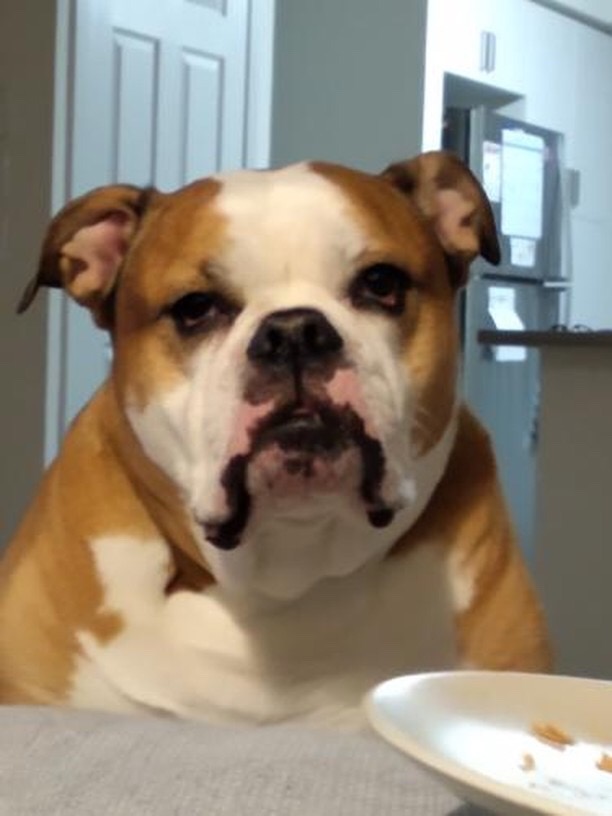 Tired Dog Blank Template Imgflip