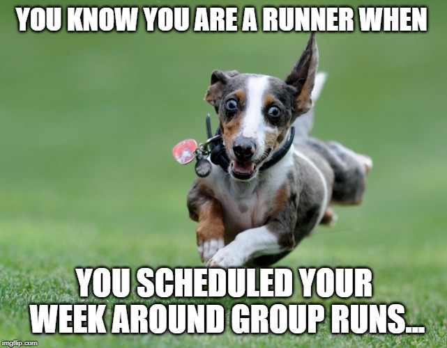 Running dog - Imgflip