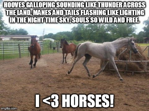 Image tagged in horses - Imgflip