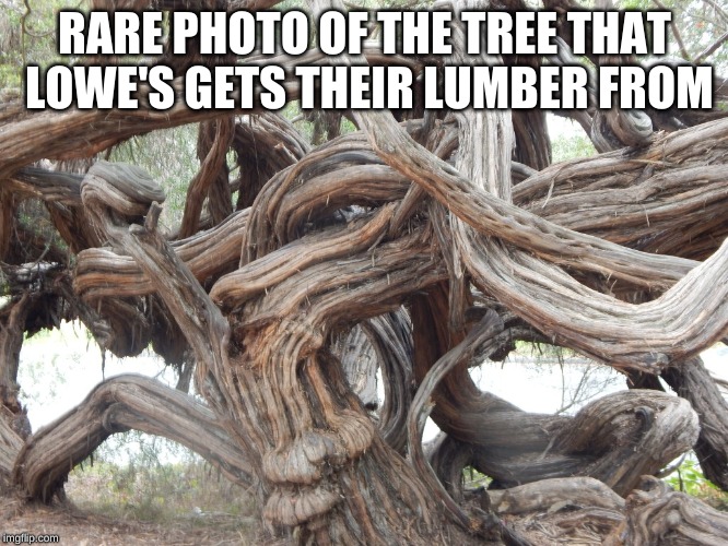 Twisted Tree - Imgflip