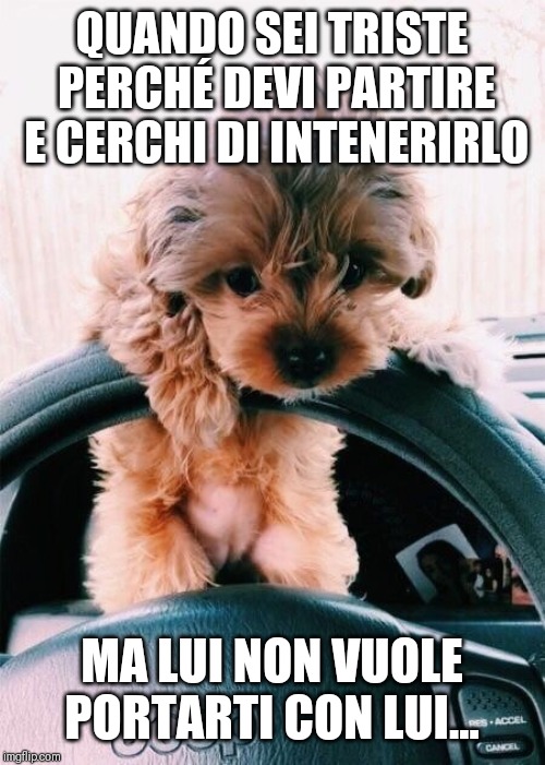Meme Cane Triste 📱 098008309 098655885