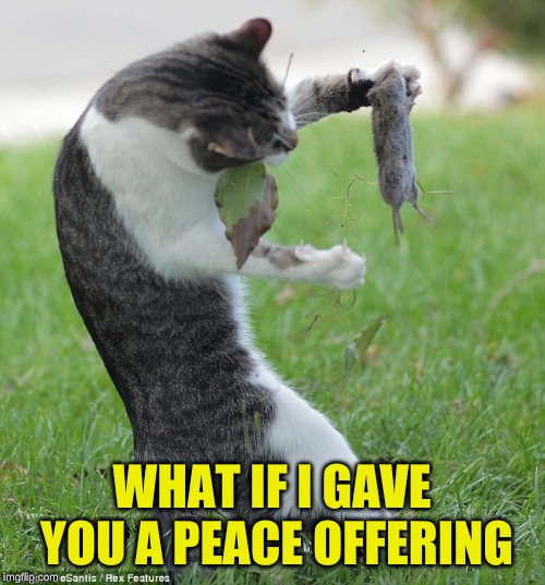 Dissapointed puppy - Imgflip