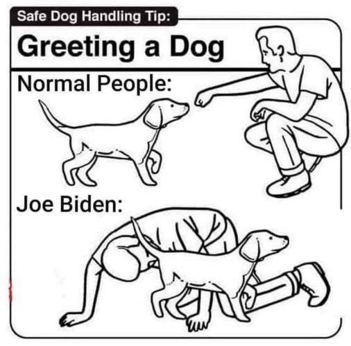 Safe Dog Handling Tips - Imgflip