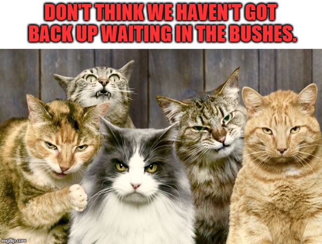 Image tagged in kittens,nixieknox,memes,up votes - Imgflip