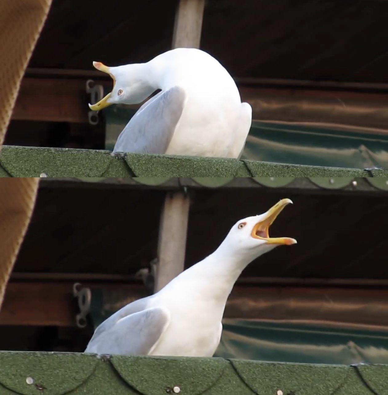  inhaling Seagull Meme Templates Imgflip